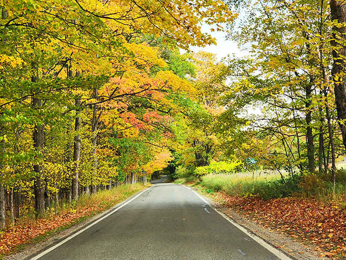 Nature's perfect canopy stretches over M-119, where sunlight dapples the pavement like nature's own stained glass window.