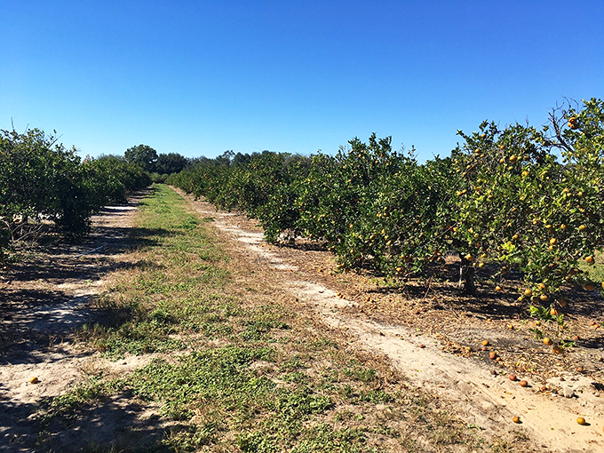Rows of citrus trees stretch endlessly, each one promising sweet treasures just waiting for your picking basket.