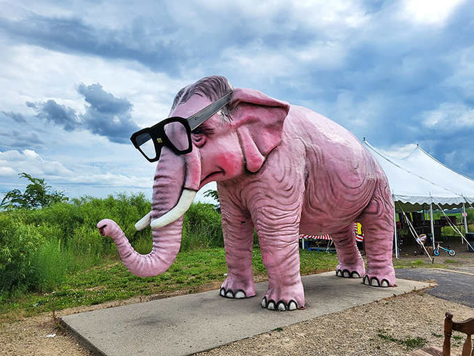 The star of DeForest in all its rosy glory &ndash; Wisconsin's most fashionable pachyderm sporting sunglasses that would make Elton John jealous.