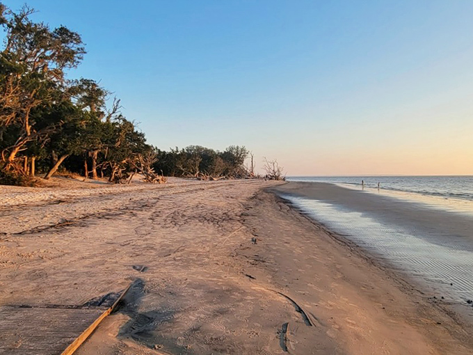 Mother Nature's own art gallery where golden sands meet weathered driftwood. The Atlantic whispers secrets to anyone patient enough to listen.