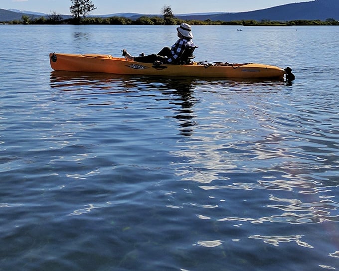 Nature's perfect mirror! The still waters reflect towering pines while a lone heron stands sentinel, reminding us that the best wildlife spotting happens when we slow down.