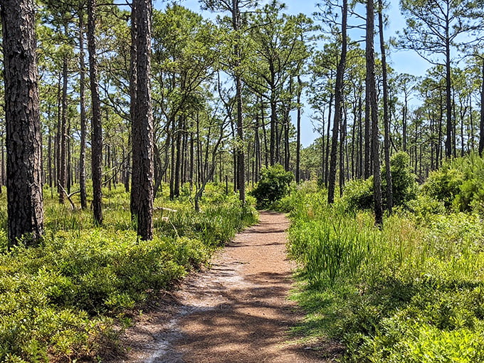 Nature's cathedral of longleaf pines stands tall, their straight trunks creating a sanctuary where stress dissolves with each step forward.