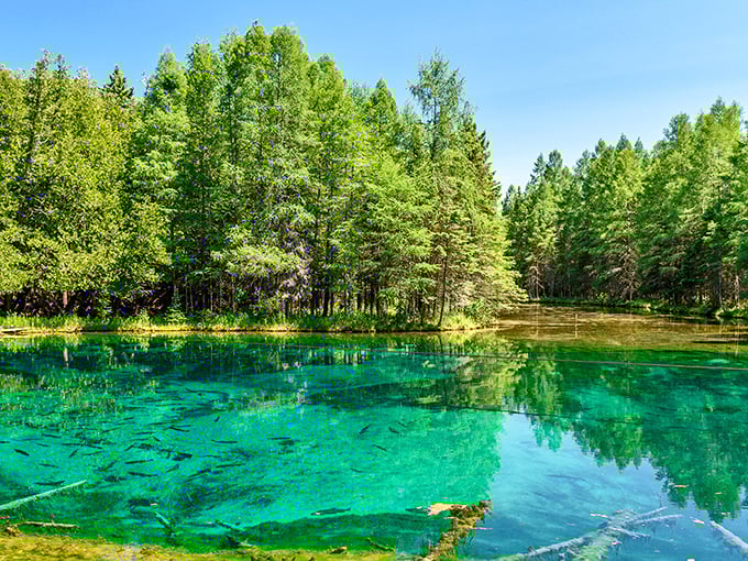 Nature's own infinity pool! This aerial view showcases Kitch-iti-kipi's otherworldly blue-green waters surrounded by Michigan's autumn splendor.