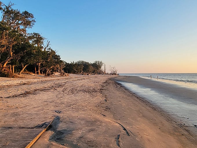 Golden hour transforms St. Andrew's Beach into nature's masterpiece. The weathered driftwood stands sentinel as gentle waves kiss the shore.