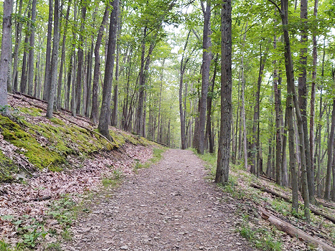 Nature's masterpiece unfolds in Pennsylvania's only national forest, where half a million acres await your discovery.