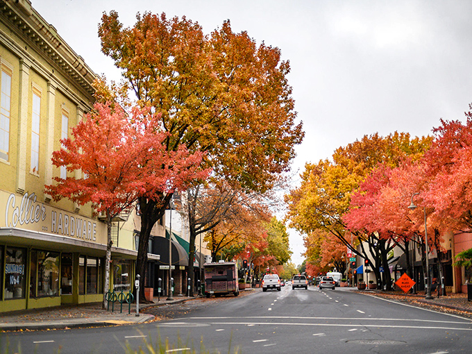 Downtown Chico's fall display rivals New England's autumn splendor, with streets lined by a canopy of crimson and gold that makes every errand feel like a scenic drive.