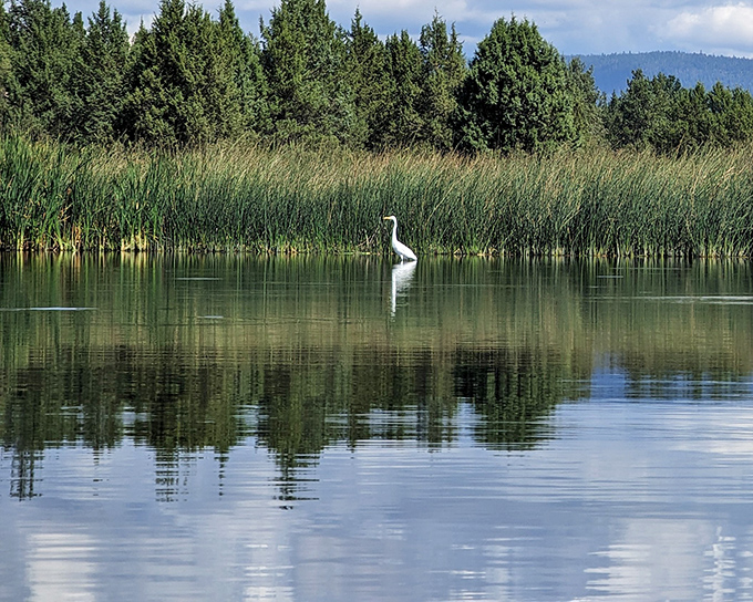 Nature's perfect mirror! The still waters reflect towering pines while a lone heron stands sentinel, reminding us that the best wildlife spotting happens when we slow down.