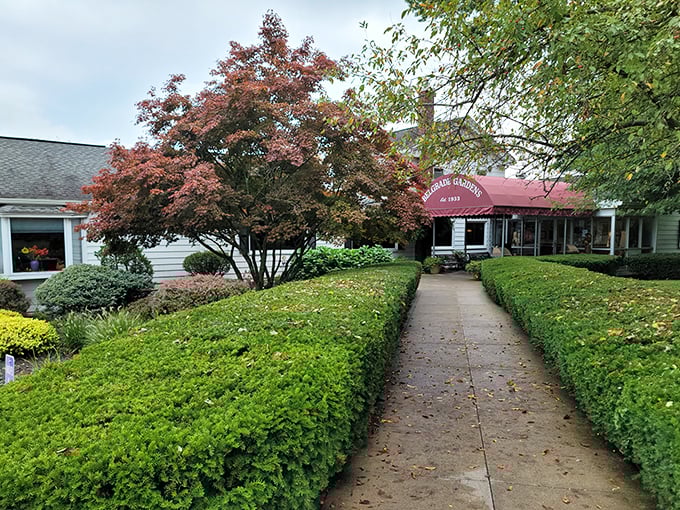 The approach to Belgrade Gardens feels like discovering a secret garden of fried chicken delights, complete with manicured hedges guiding you to poultry paradise.