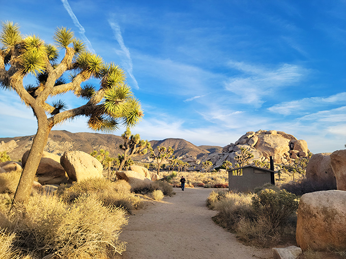 Nature's welcome committee: Joshua trees stand sentinel along the trail entrance, their spiky silhouettes reaching skyward like desert cheerleaders greeting adventurous visitors.