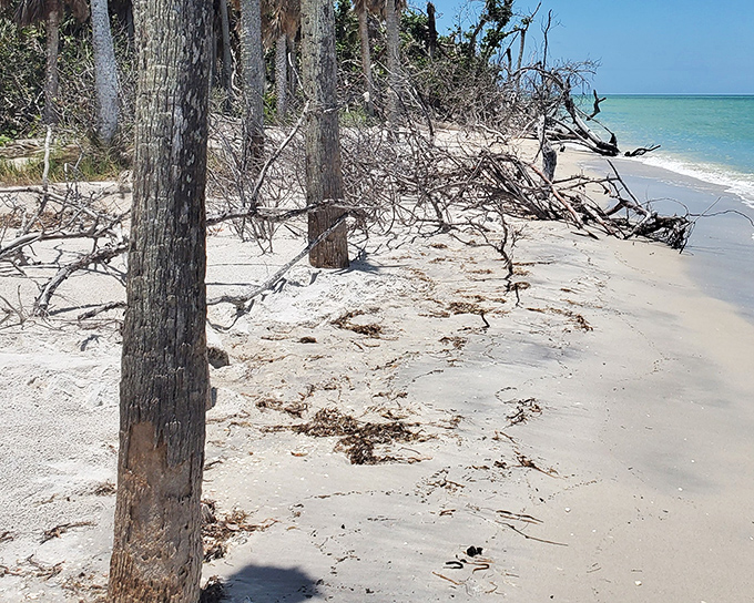 Nature's perfect sandwich: lush green wilderness nestled between azure waters. From above, Cayo Costa looks like Florida before humans discovered air conditioning.