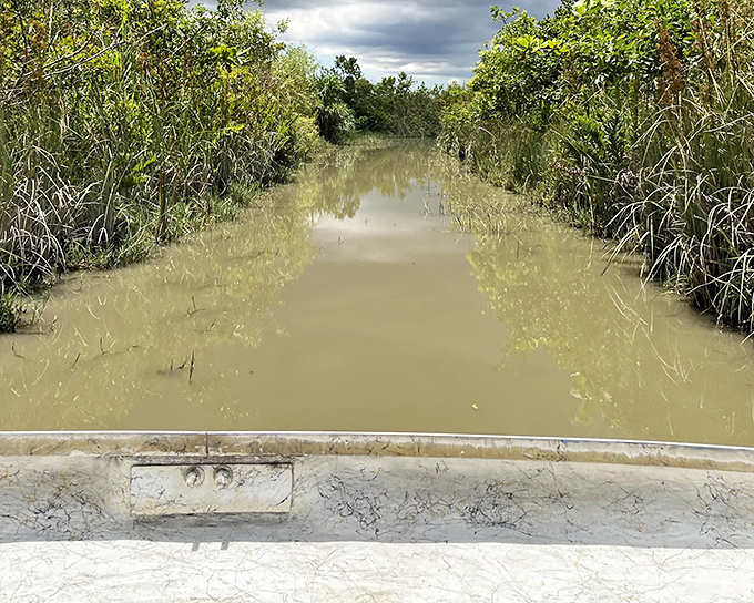 Nature's highway stretches before you, a murky corridor flanked by sawgrass and mangroves. The Everglades' ancient waterways await exploration.