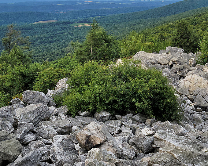 Nature's infinity pool. The Kittatinny Ridge stretches before you like a rumpled green blanket, making office cubicles seem like a distant nightmare.