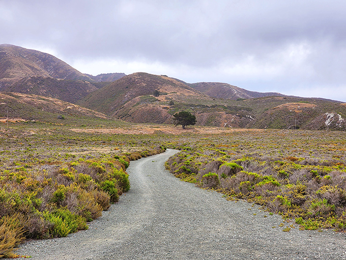 Nature's own roller coaster: winding trails carve through golden hillsides, leading adventurers along dramatic cliffs where the Pacific stretches endlessly toward the horizon.