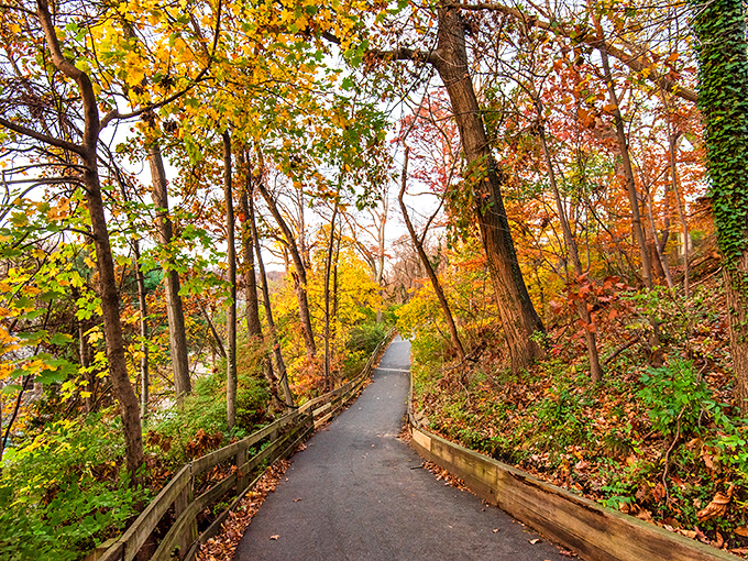 Nature's autumn fashion show is in full swing along this trail, where trees model their finest gold and crimson ensembles.
