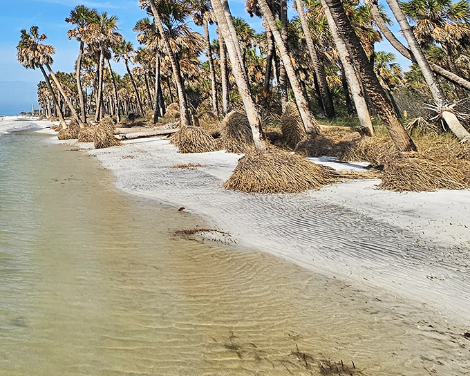 Palm trees standing like nature's welcoming committee along pristine shorelines. This untouched paradise feels like Florida before postcards were invented.