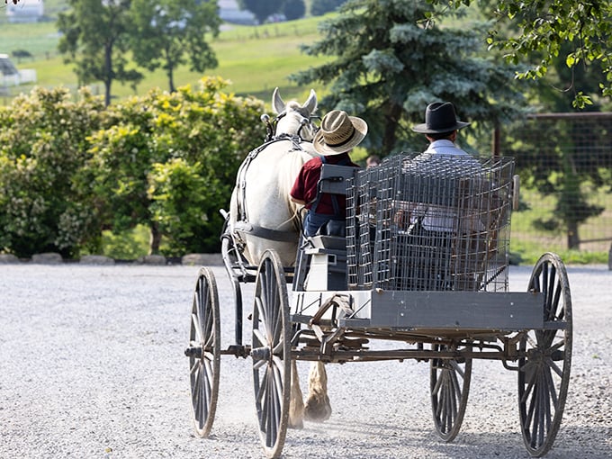 The original rideshare service. A horse-drawn buggy meanders down a country lane, reminding us that sometimes the journey really is the destination.