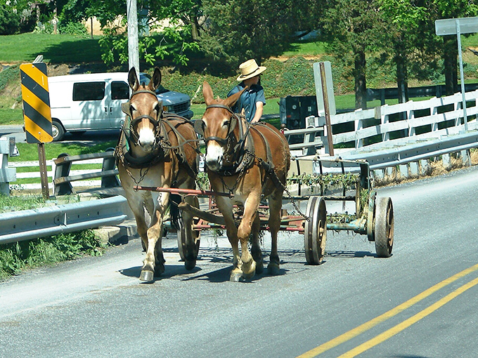 The daily commute in Amish country moves at nature's pace &ndash; two horsepower instead of 200, and somehow, you're the one feeling rushed.