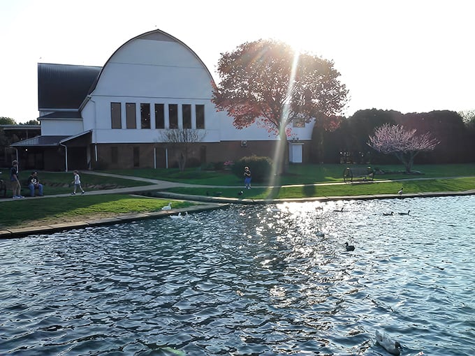 The iconic white barn structure sits majestically beside a serene pond, where ducks seem to know they've chosen the best neighborhood restaurant.