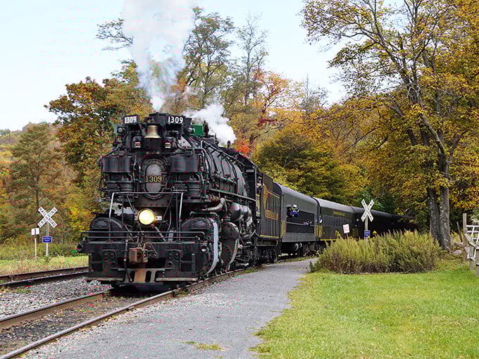 Steam meets autumn splendor as the locomotive winds through Maryland's mountains. Nature's paintbrush has transformed these hills into a masterpiece of amber and gold.