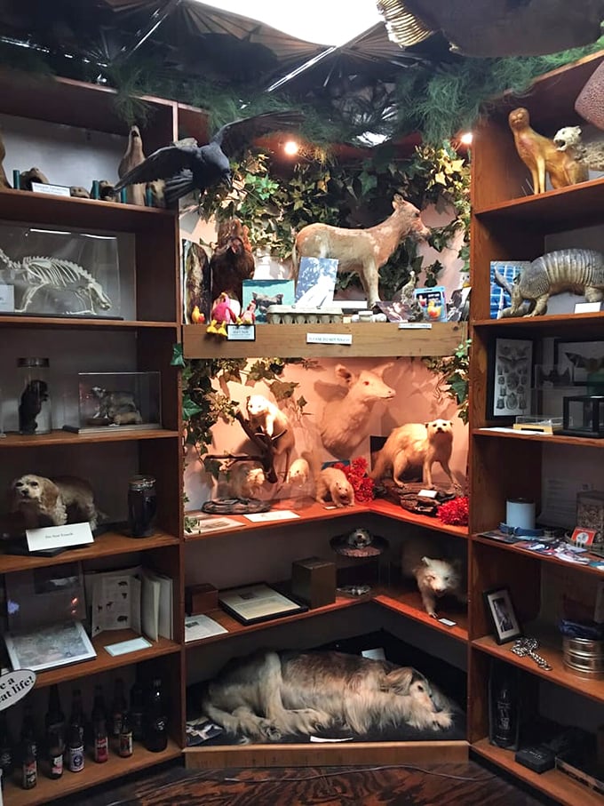 Taxidermy displays preserve beloved pets and exotic animals, showing how we try to hold onto life even after it ends.