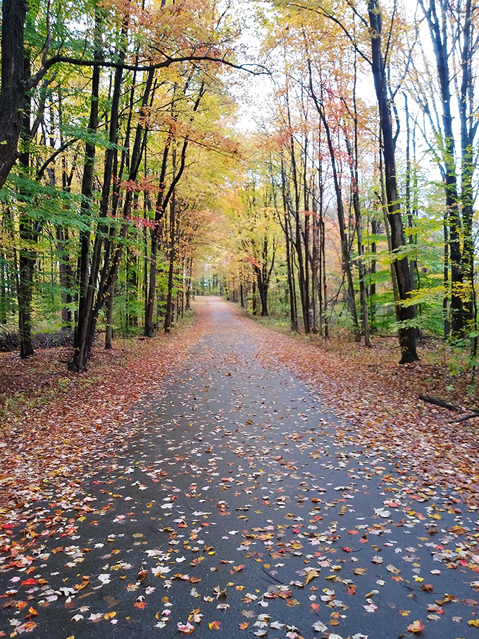 Nature's cathedral &ndash; walking this leaf-strewn path in autumn feels like strolling through stained glass windows made of maple and oak.