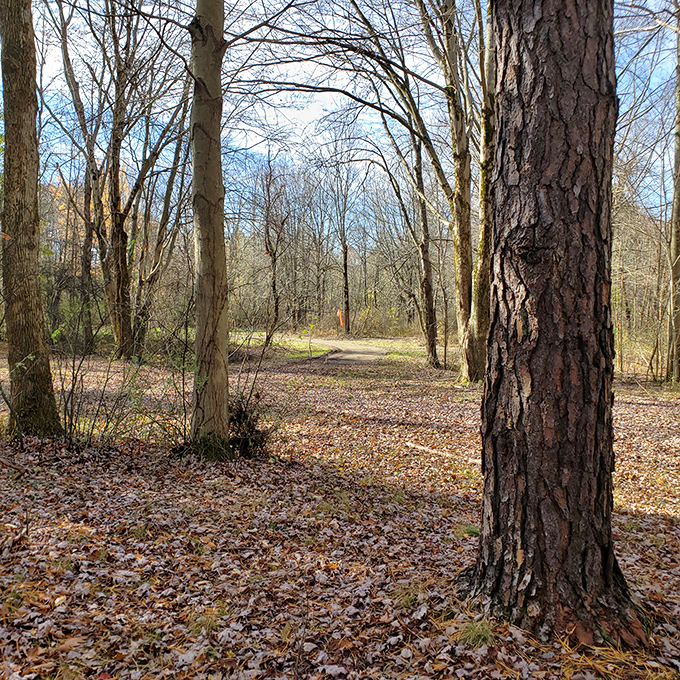 Autumn's carpet of leaves creates nature's welcome mat. The path ahead promises adventures that no smartphone notification can interrupt.
