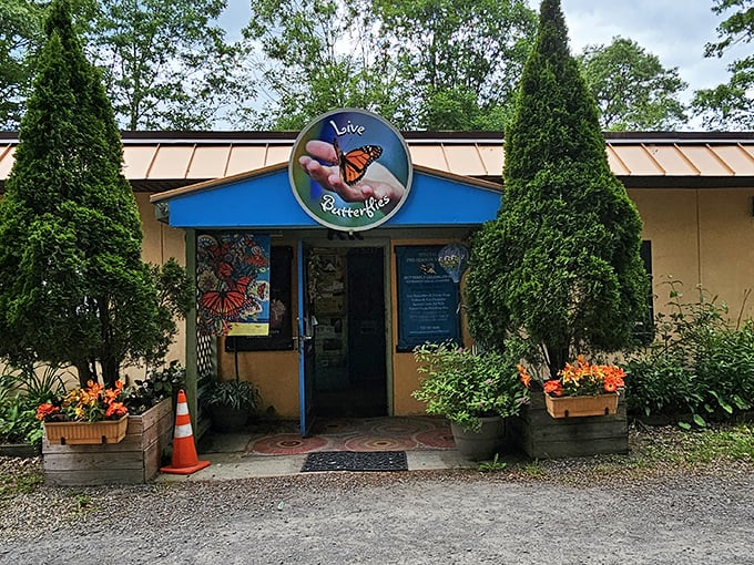 The Bear Mountain Butterfly Sanctuary offers a different kind of "flight" than the town's pubs, with winged residents that are just as colorful as the local characters.