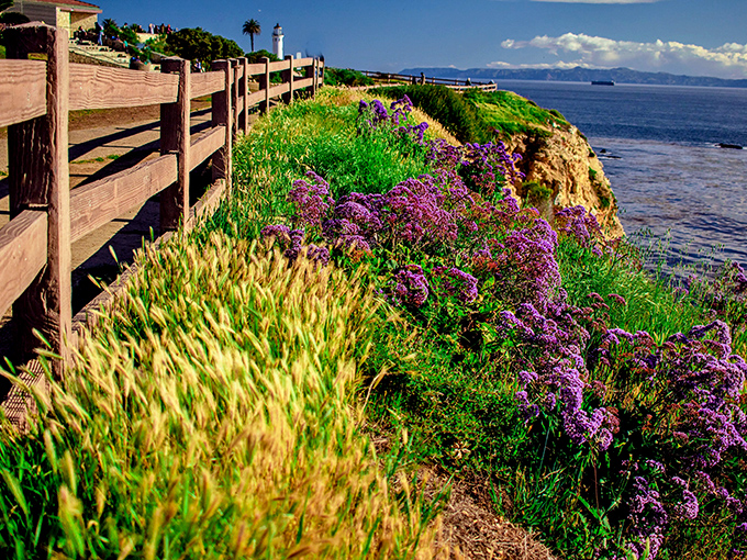 Where purple meets green meets infinity: the coastal trail offers views that make even the most jaded hikers stop mid-conversation.