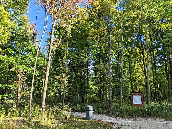 Trails winding through towering trees invite explorers of all ages. Nature's cathedral where the only stained glass is filtered sunlight through leaves.