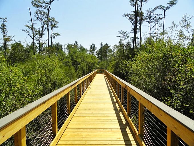 Conservation Park's boardwalks invite leisurely strolls through cypress forests&mdash;like walking through a Florida postcard without the postage.