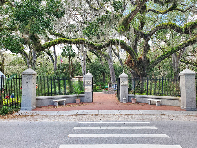 Spanish moss drapes these ancient oaks like nature's own interior decorator, creating a gateway to Florida's wild and wonderful past.