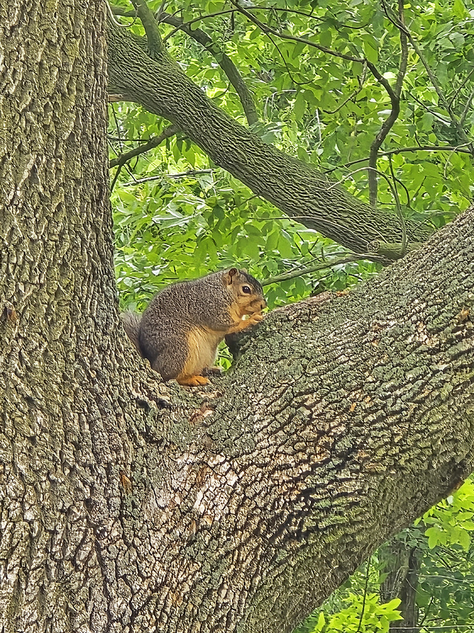Meet the real landlord of Sangchris Park. This eastern fox squirrel isn't just posing&mdash;he's calculating how many acorns you might be hiding in that backpack.