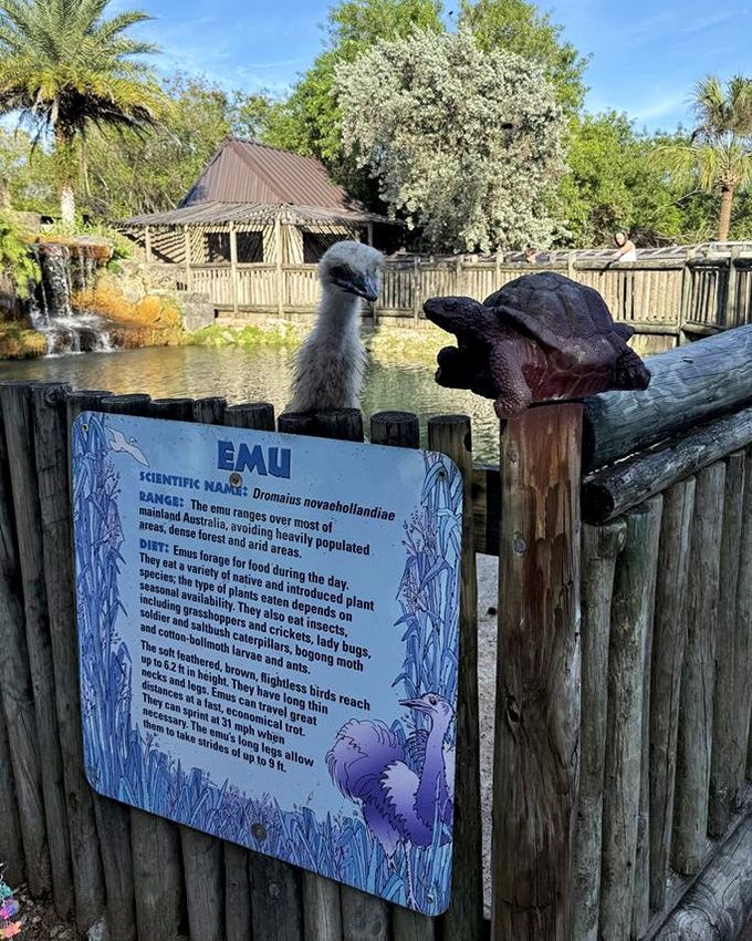 Australia meets Florida as an emu poses beside educational signage. Cultural exchange program, reptile edition.