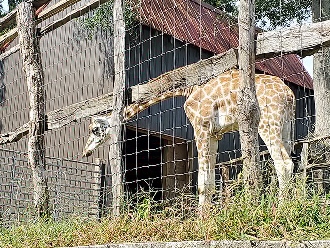 "Yes, I can see your house from here." The farm's giraffe offers a gentle reminder of nature's magnificent design.