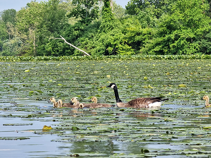 Family outings, goose edition. This Canada goose leads its goslings through lily pads like a tour guide who knows all the best spots.