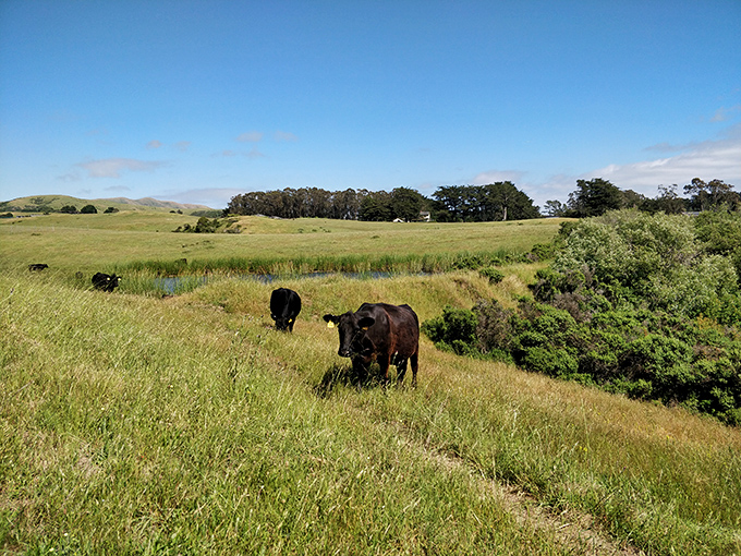 These coastal cows enjoy ocean-view dining that would cost humans a fortune. Talk about farm-to-table with a view!