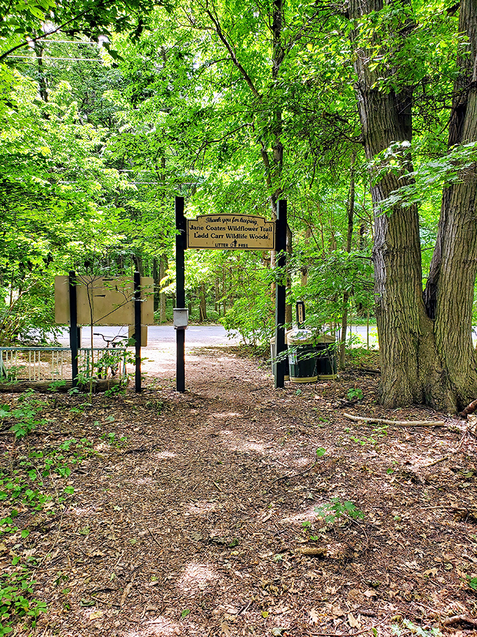 Jane Coates Wildflower Trail proves that the best nature walks come with built-in photo opportunities everywhere.