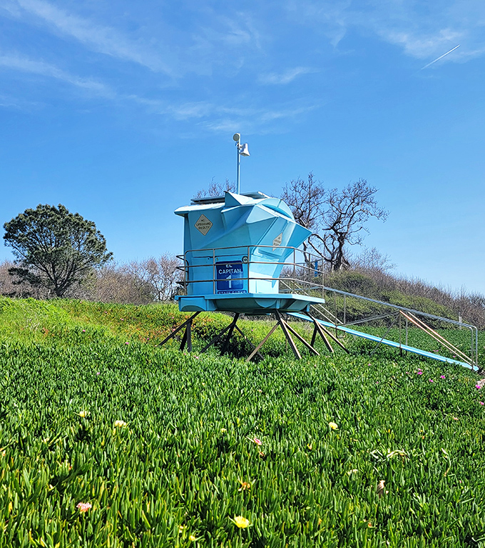 The lifeguard tower stands like a cheerful sentinel amid a sea of succulents, California's natural carpet.