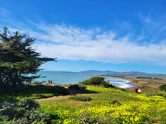 Wildflowers carpet the hillsides at Leffingwell Landing, creating a scene so perfectly Californian it feels like the state's tourism board staged it.