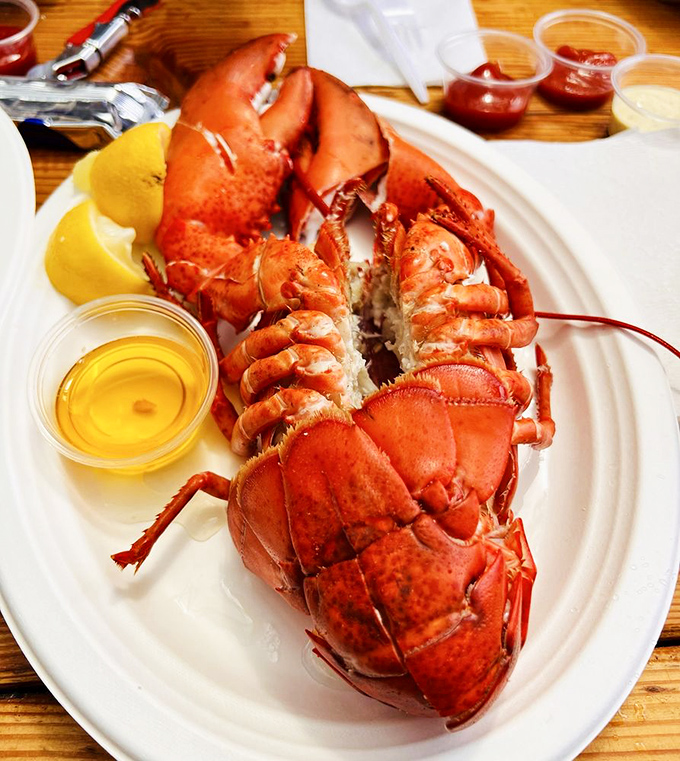 This lobster isn't just dinner; it's a crimson celebration requiring both hands, several napkins, and absolutely zero dignity.