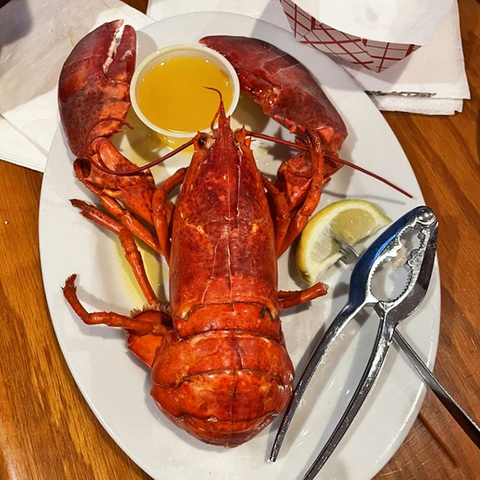 Maine lobster presented with the respect it deserves &ndash; a crimson beauty ready for its butter bath and your inevitable food photography session.