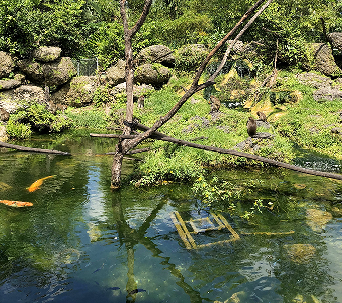 Monkeys gather around the pond like teenagers at a mall food court, socializing and occasionally showing off for onlookers.