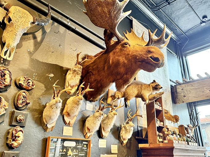 The magnificent moose presides over his kingdom of smaller mounts. Ethically sourced taxidermy transforms the space into a natural history museum you can shop in.