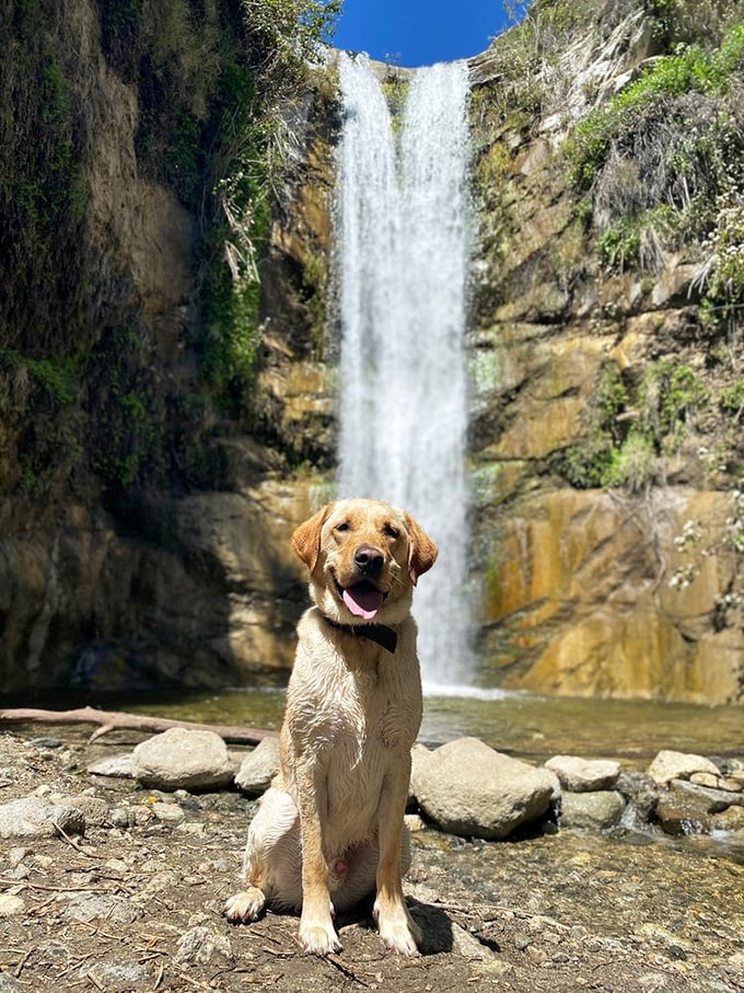 Even four-legged hikers appreciate the journey's reward. That face says, "Worth every tail-wagging mile!"