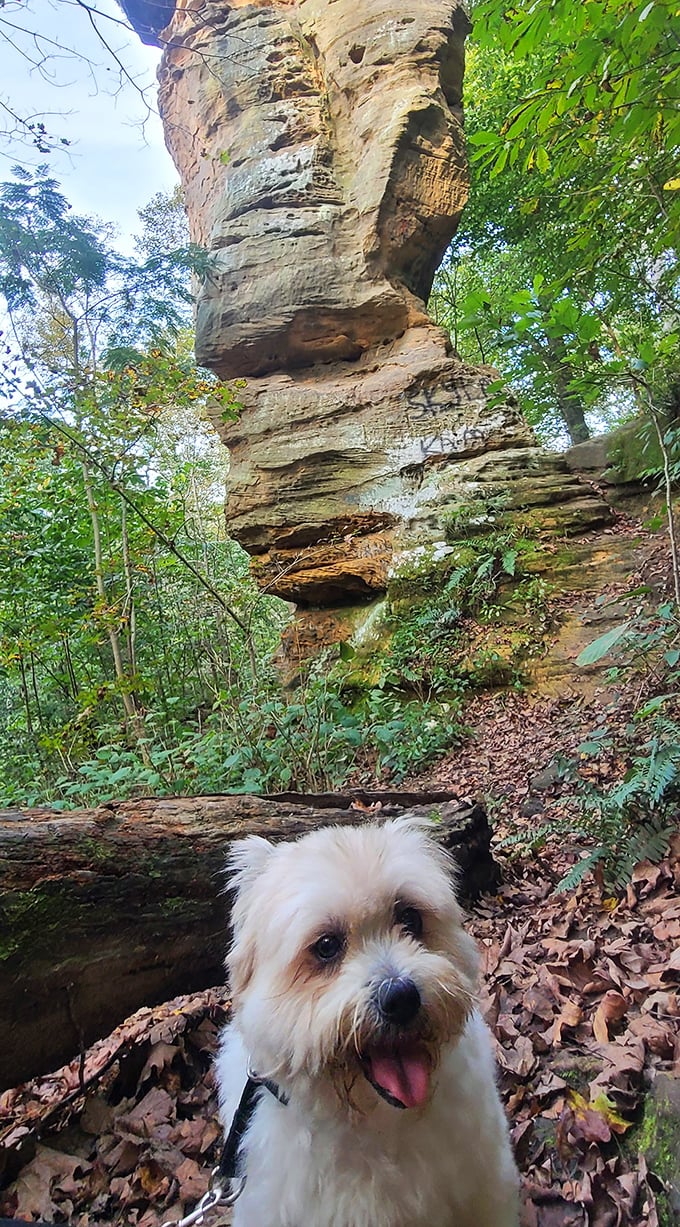 Four-legged hiking companions prove that geological wonder appreciation transcends species barriers completely.