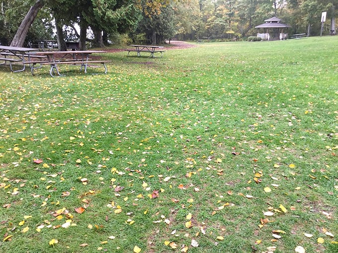 Autumn's golden confetti decorates this peaceful picnic area. The perfect spot to enjoy a Wisconsin cheese sandwich while contemplating absolutely nothing important.