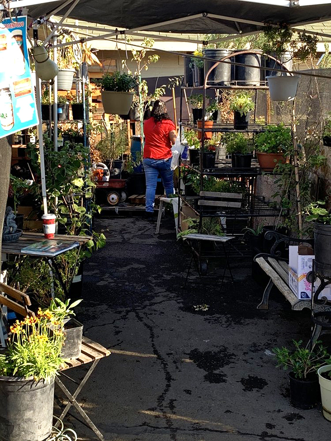 Plant paradise for green thumbs and aspiring gardeners alike. Come for a succulent, leave with an entire nursery.