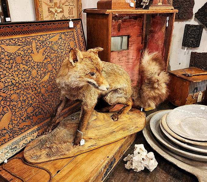 This fox didn't say a word, but its permanent expression seems to ask, "Would I look good on your mantel?"