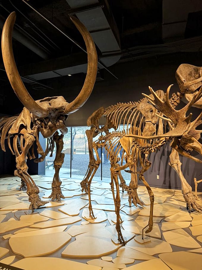 Ice Age giants face off in this dramatic skeletal showdown. The mastodon and giant elk remind us Indiana once hosted creatures straight out of fantasy.