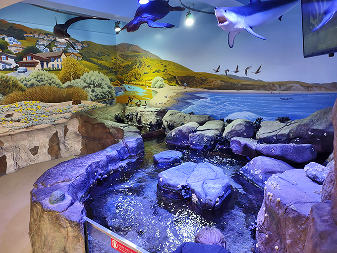 The tide pool exhibit brings the ocean's hidden treasures to eye level, where marine magic happens and kids' faces light up brighter than bioluminescent plankton.